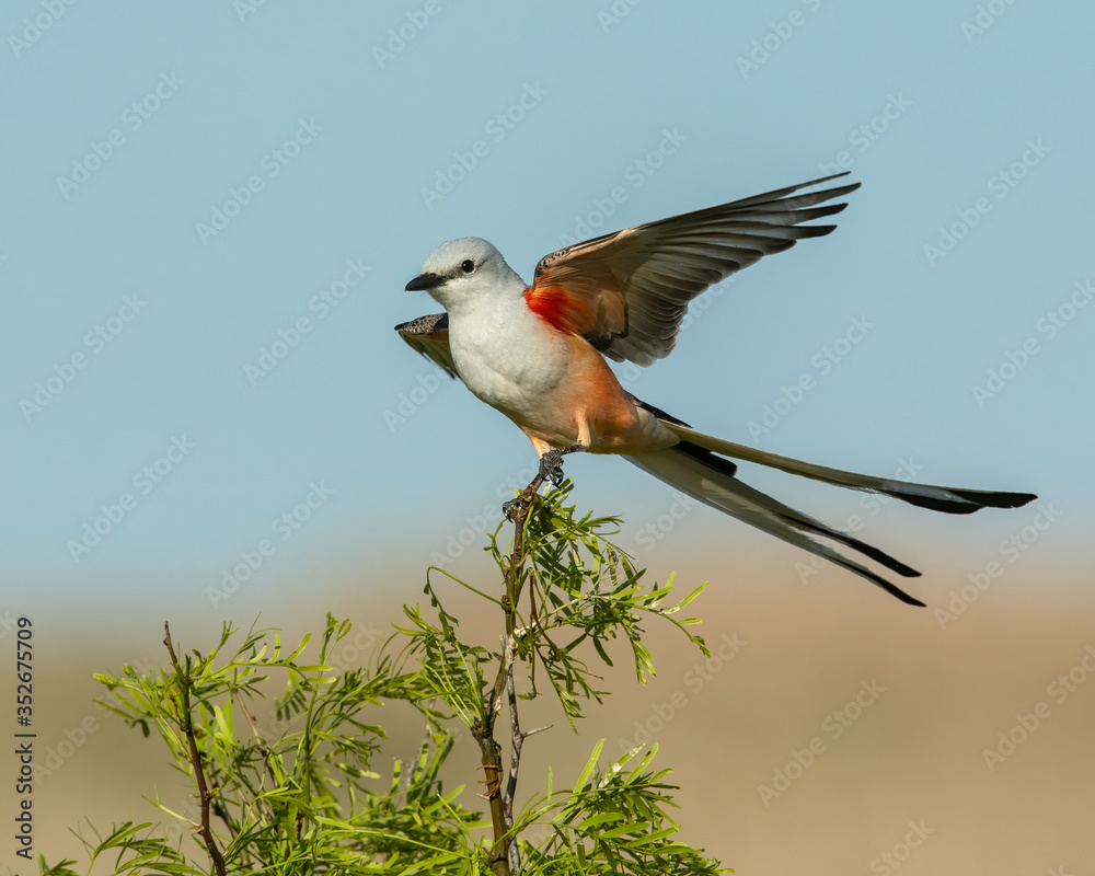 Compilation of the most stunning bird imagery. Please vote for your ...