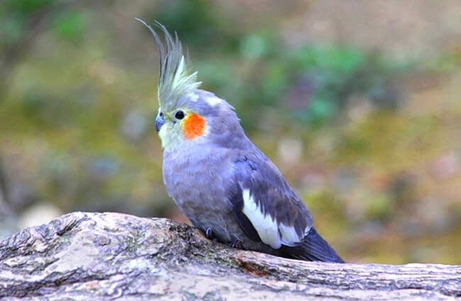 Pet Birds: Popular and Colorful - Amazing